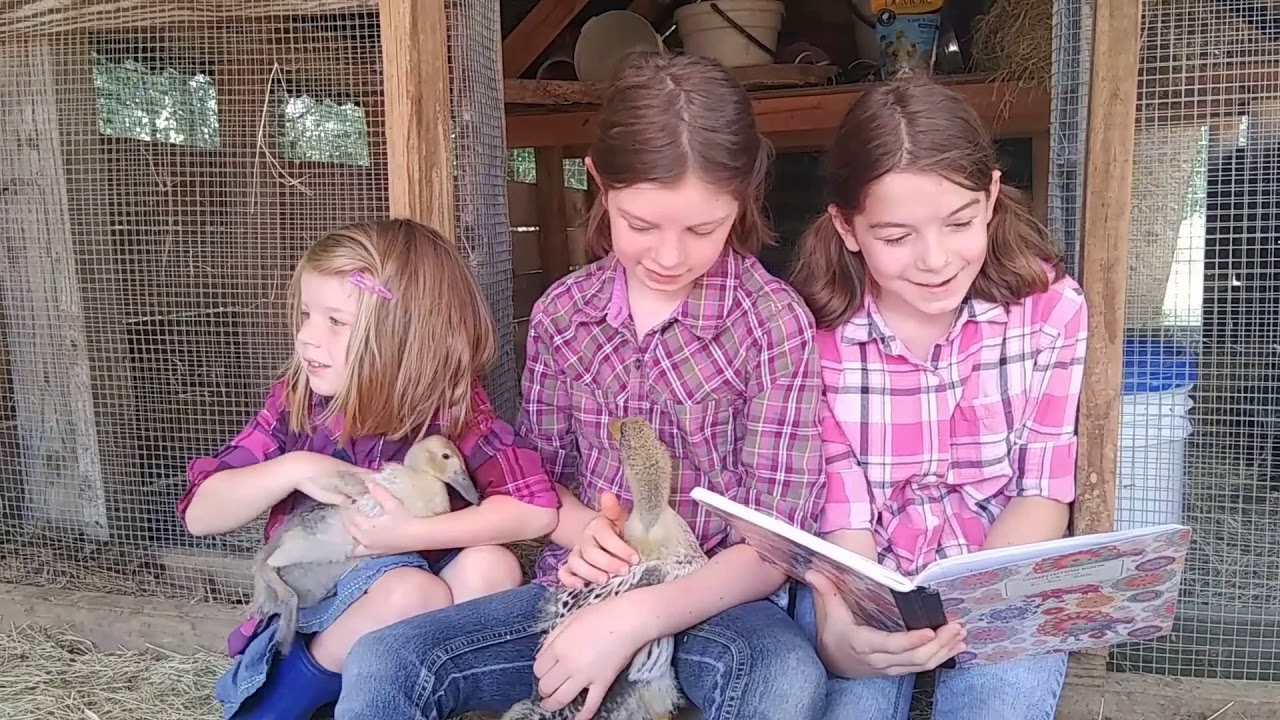Kritter Tale Kids: Quack, Quack, Oink! - YouTube