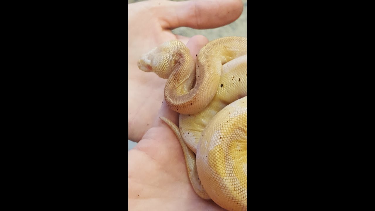 Albino Ball Python Rescue! | Bad Husbandry - YouTube