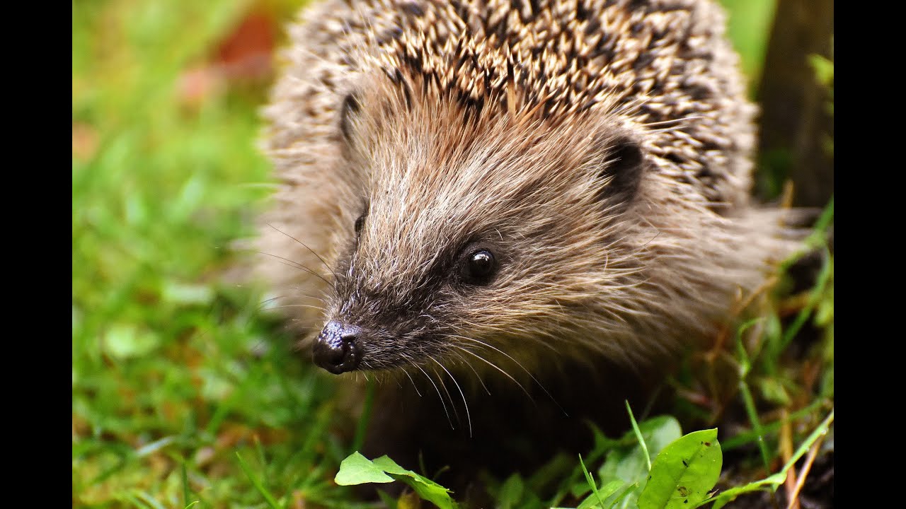 How to make a spiky Hedgehog (Daily Activity Series) - YouTube