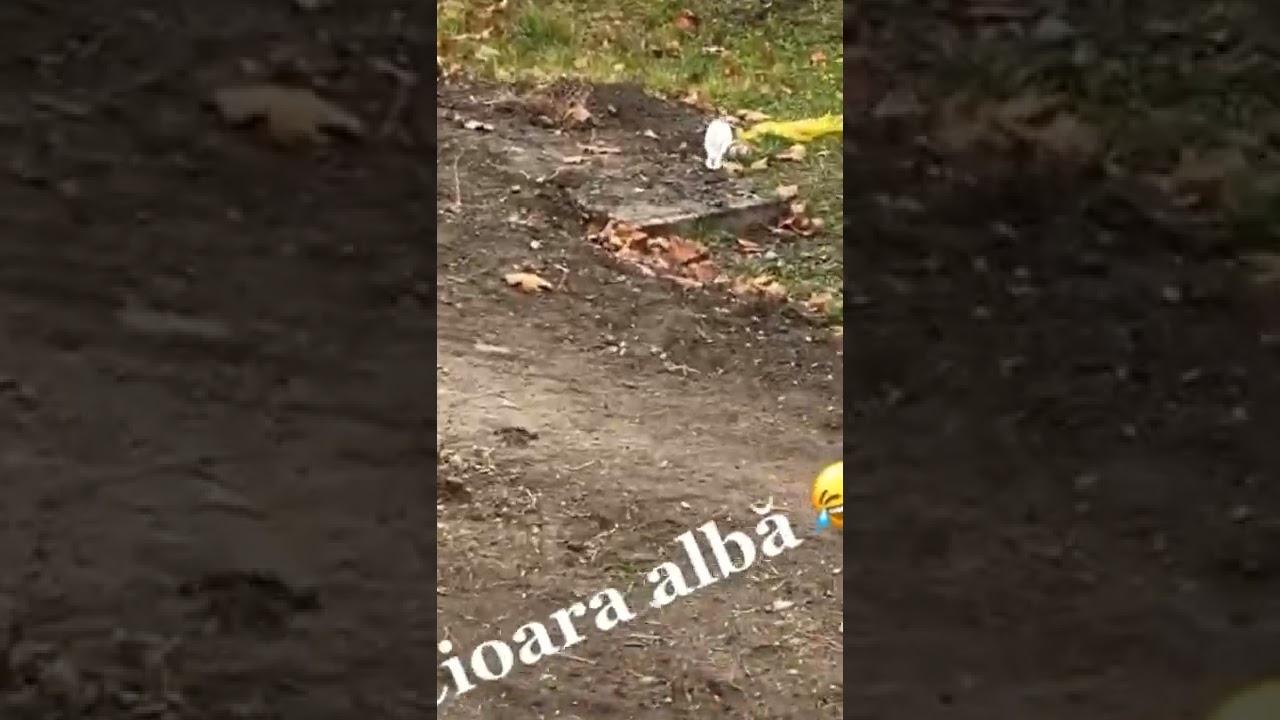 cioara alba - YouTube