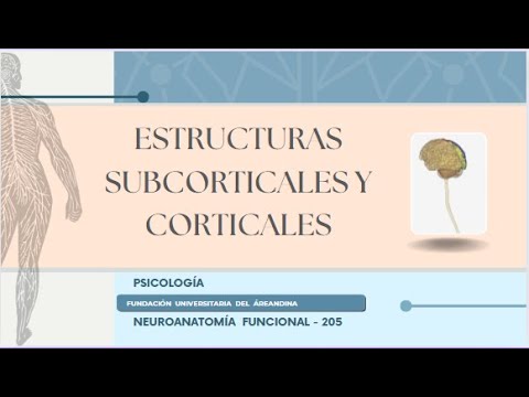 ESTRUCTURAS SUBCORTICALES Y CORTICALES - YouTube