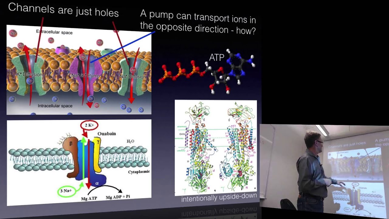 Biophysical Chemistry 2016, lecture 1 - YouTube