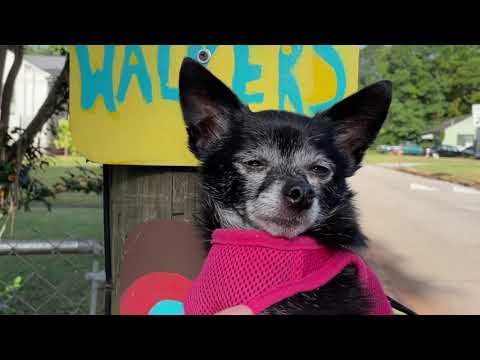 Puppy Walk [OFFICIAL] by Puppy Songs (Now on Spotify and Apple Music)
