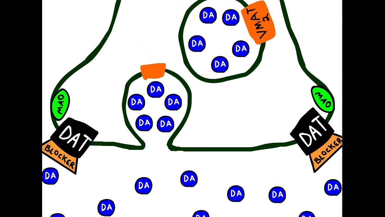 Reuptake transporter antagonist (i.e. cocaine, methylphenidate)-induced ...