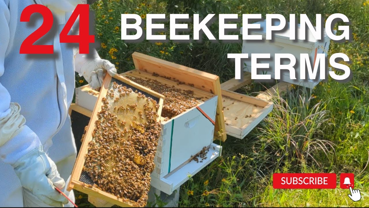 24 beekeeping terms everyone should know - YouTube