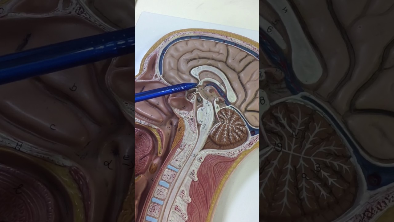 Beyin anatomisi medial kesit nöroanatomi lab - YouTube