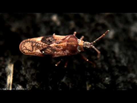 Fringetree Lace Bug -  Leptoypha mutica - Macro HD