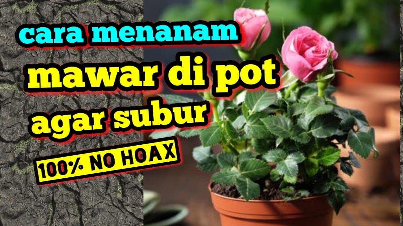 Cara menanam mawar di pot - YouTube