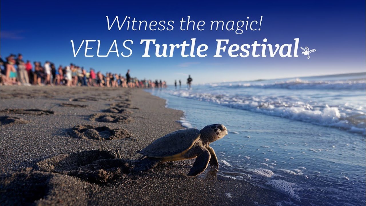 Velas Turtle Festival | Discover Konkan, Maharashtra's Natural Wonders ...