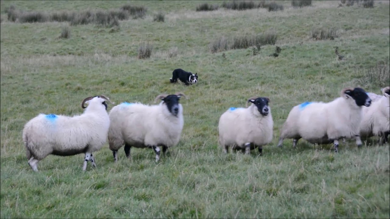 Neil Gillon - Sweep - YouTube