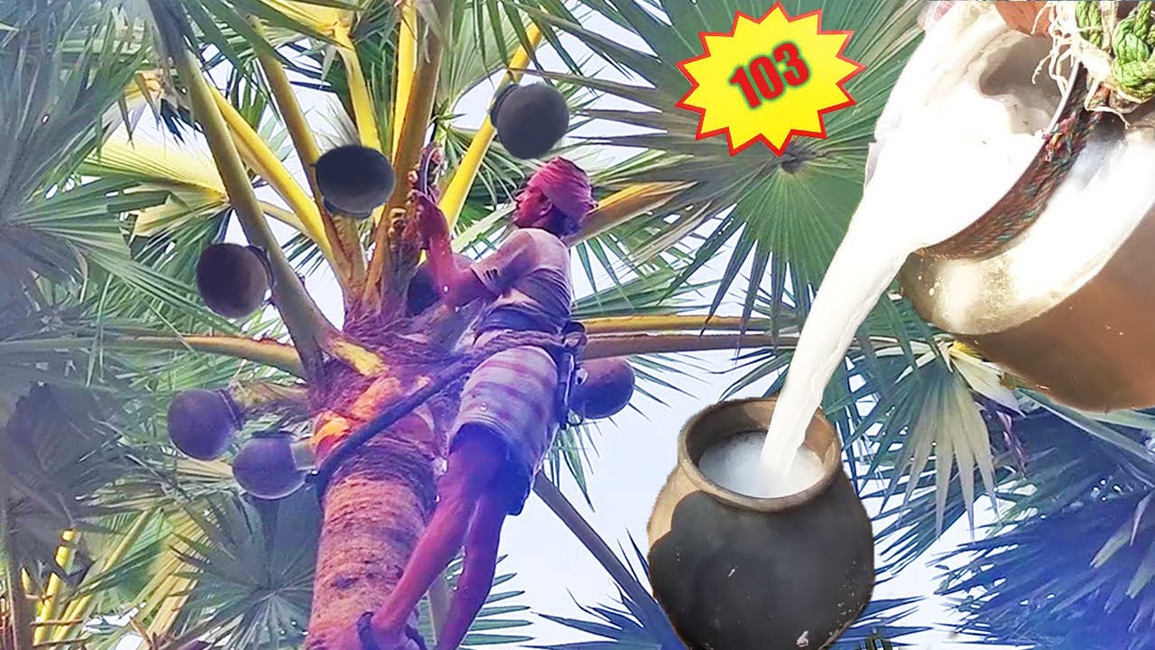 Toddy tappers to collect palm sap - Palm toddy tapping for neera - Tar ...