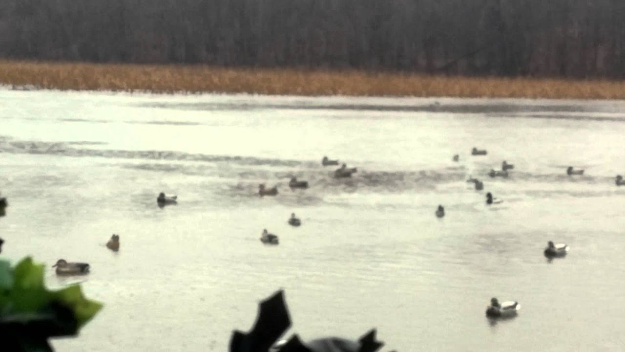 Motion Duck Decoys - YouTube