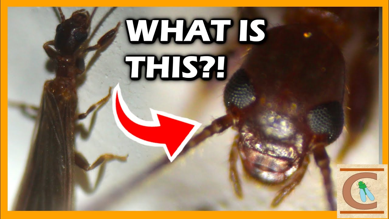 This STRANGE Insect Builds WEBS Like a SPIDER! - What is a WEBSPINNER ...