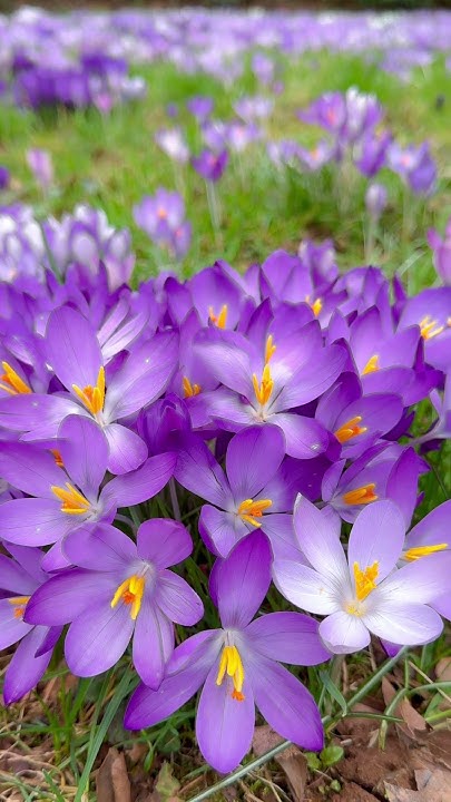 ดอกโครคัส Crocus ดอกไม้หน้าหนาว ก่อนเข้าสู้สปริง Youtube
