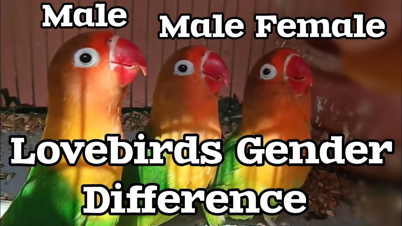 Lovebirds Male Female Difference l Love birds Gender Identification l ...