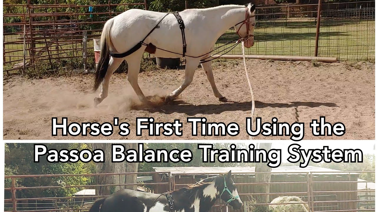 Using the Passoa Balance Training system on 3 different horses for the ...