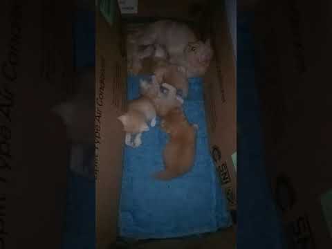 Kitten day 25