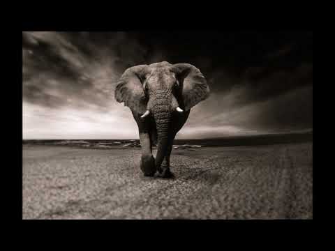 Fil Sesleri | Farklı Fil Sesi (Fil kükreme, bağırma sesleri) #Fil Efekt Sesleri