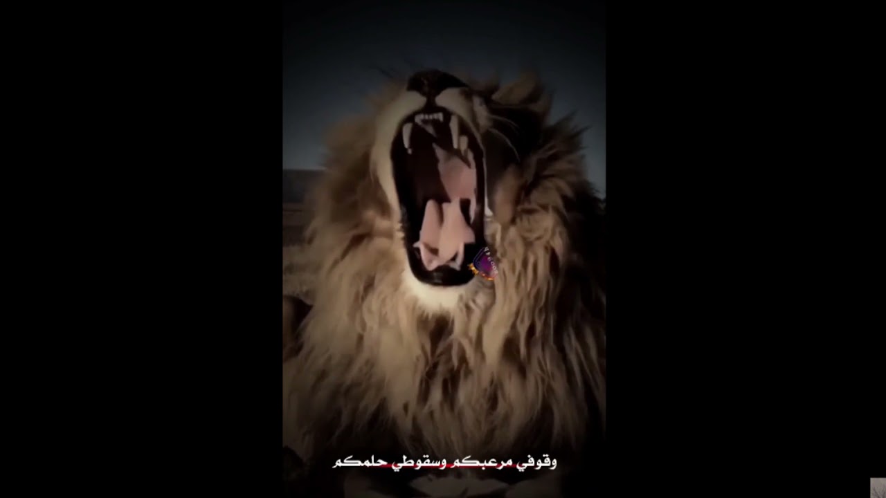 تصميم أسد - YouTube