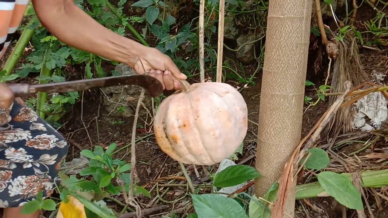 Waloh kuning - YouTube