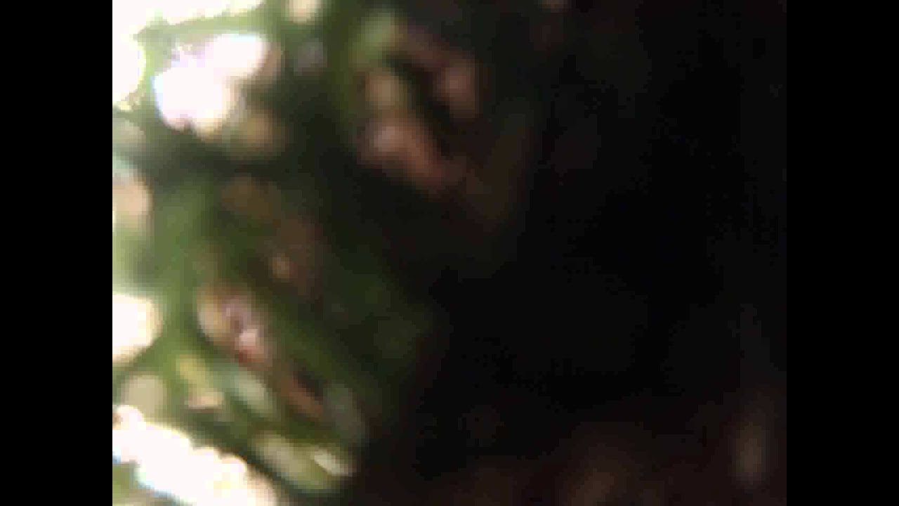 Dog tries to eat GoPro - YouTube