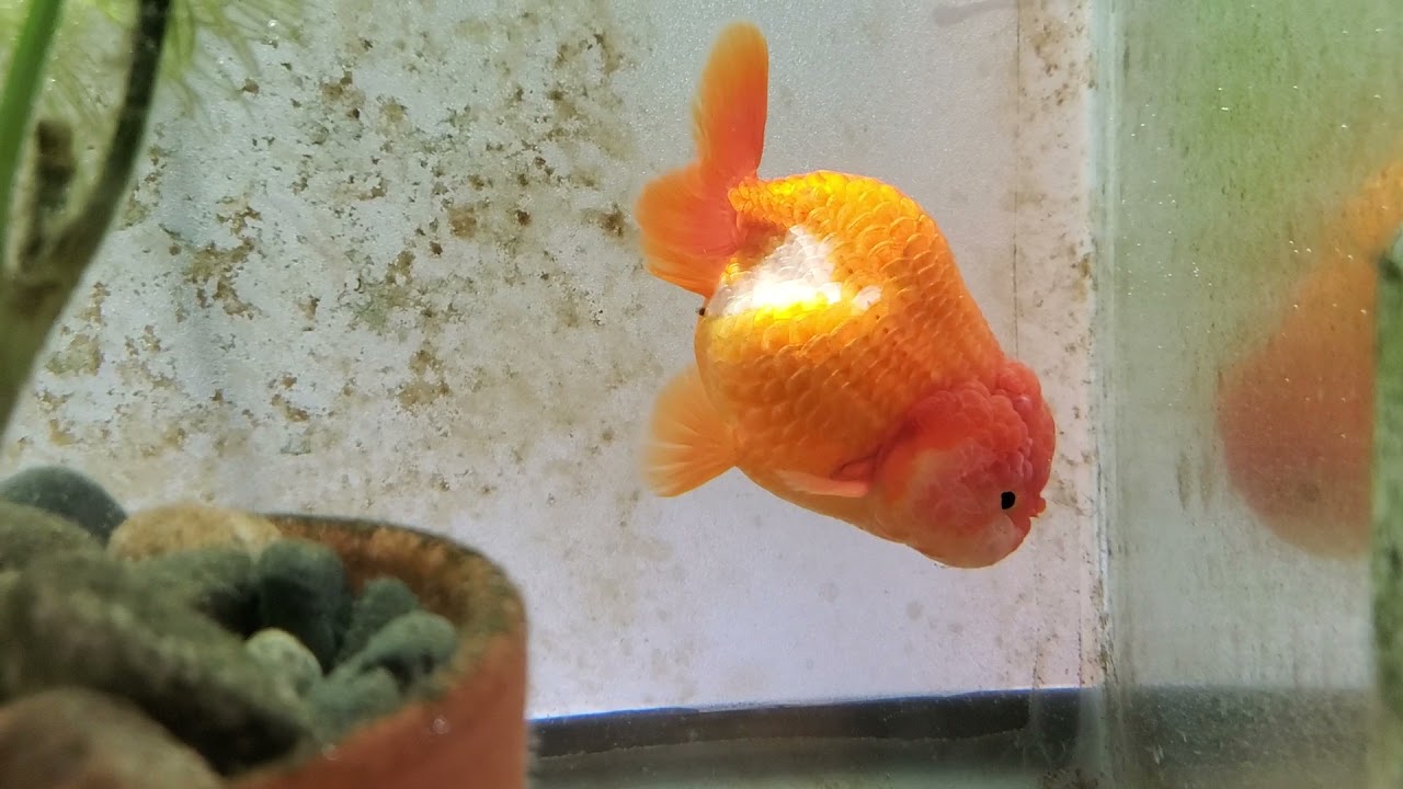 Deformed Goldfish