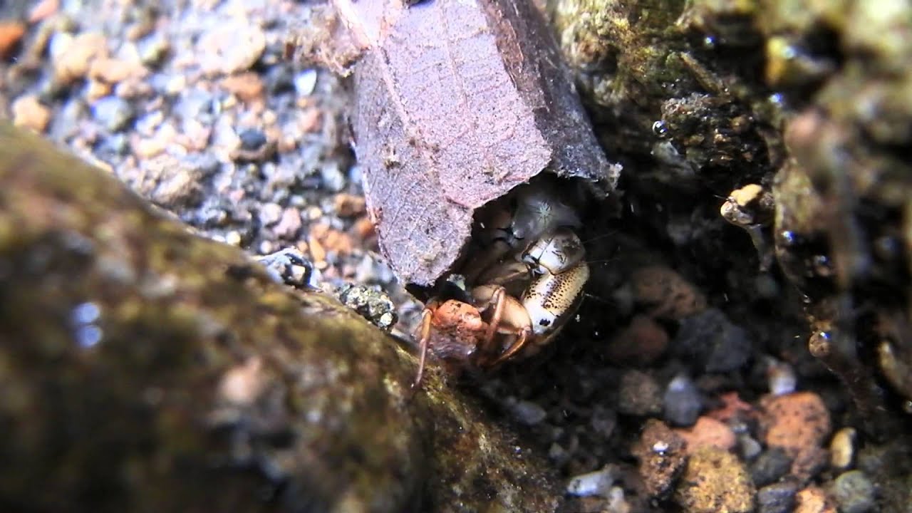 ムラサキトビケラの幼虫 Eubasilissa regina (larva) - YouTube