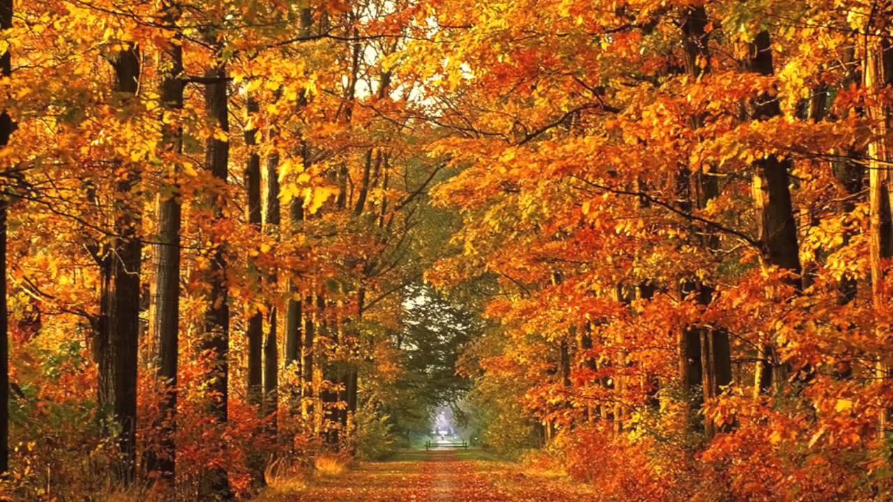 When Autumn Leaves Begin To Fall Bill Clifton YouTube when-autumn-leaves-begin-to-fall-bill-clifton-youtube