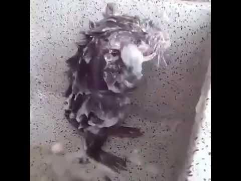 Rat washing itself - YouTube