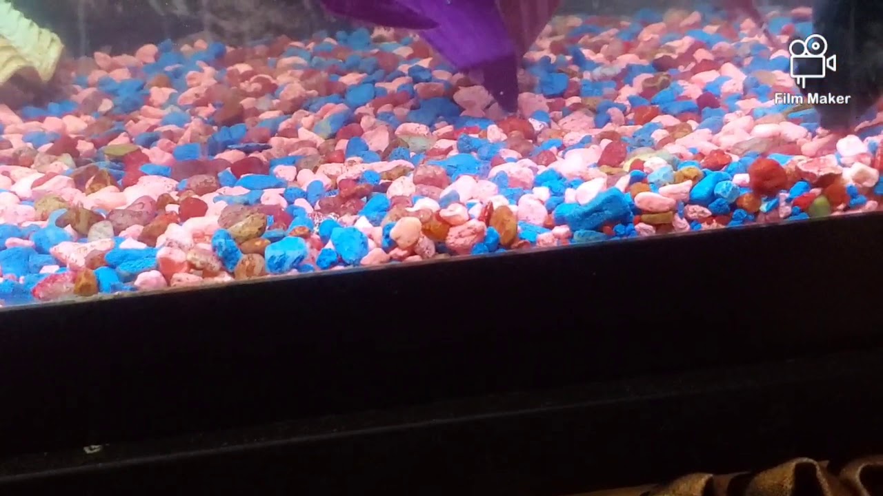 Fishy picking In the rock satisfying noise and I dorabelle fish - YouTube