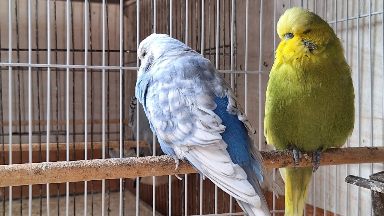 Bird Sounds _ Meditation Relax Mind Body_ Song Bird Chirping - YouTube