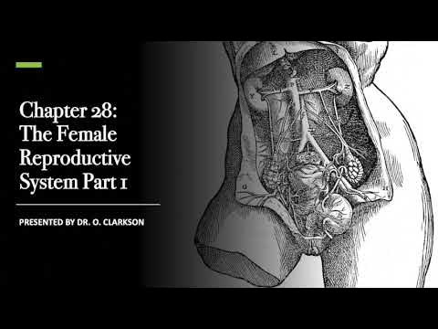 The Female Reproductive System Part 1 - YouTube
