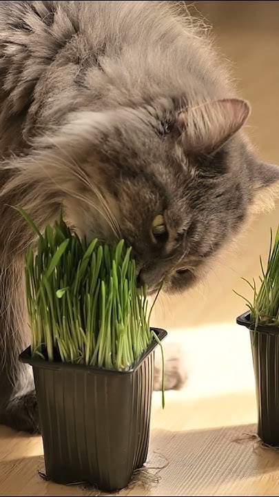 Fluffly Grey Cat Sniffing And Licking Fresh Catnip At Home - YouTube