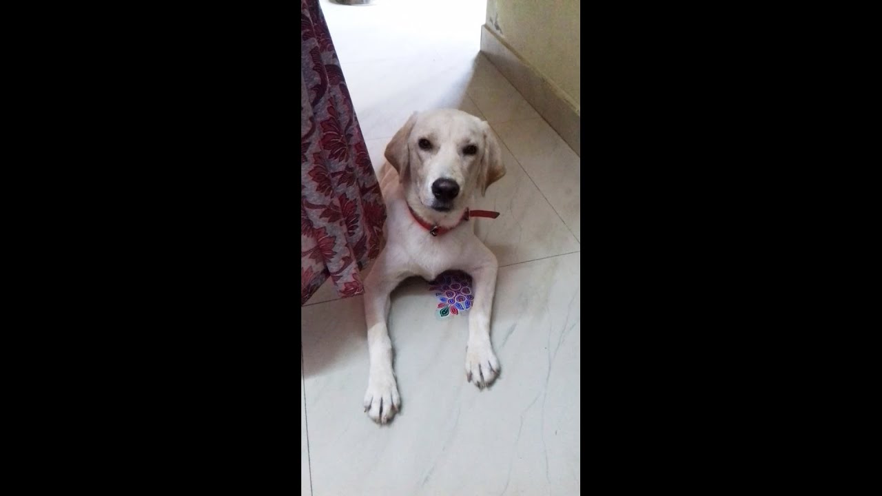 labrador 5 months old - YouTube