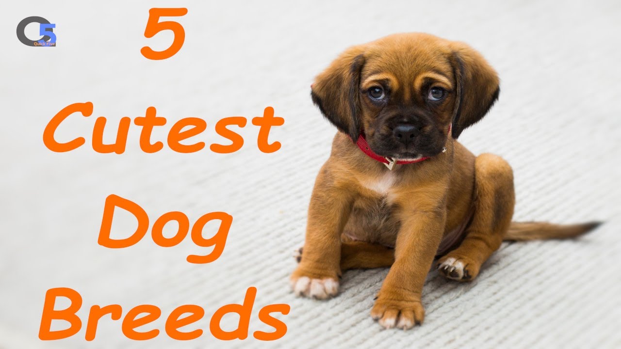 Top 5 Cute Dog Breeds - Quick Five - 1 - YouTube