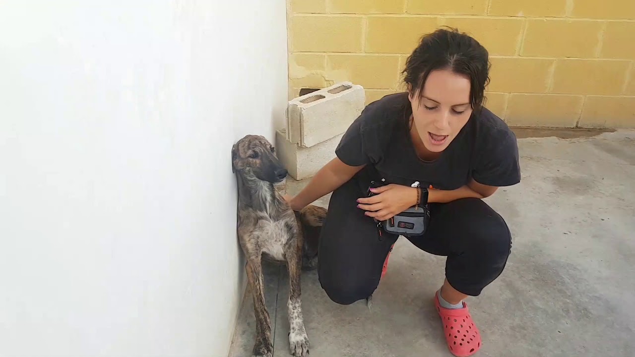 MOMO con perros III - YouTube