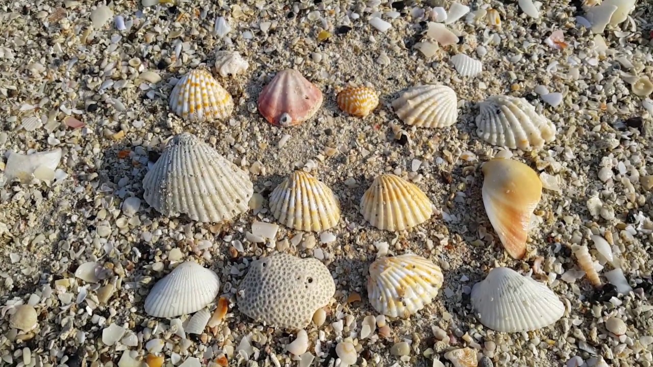 Sea shells & Coral from Jumeirah Beach in Dubai أصداف بحرية ومرجان من ...