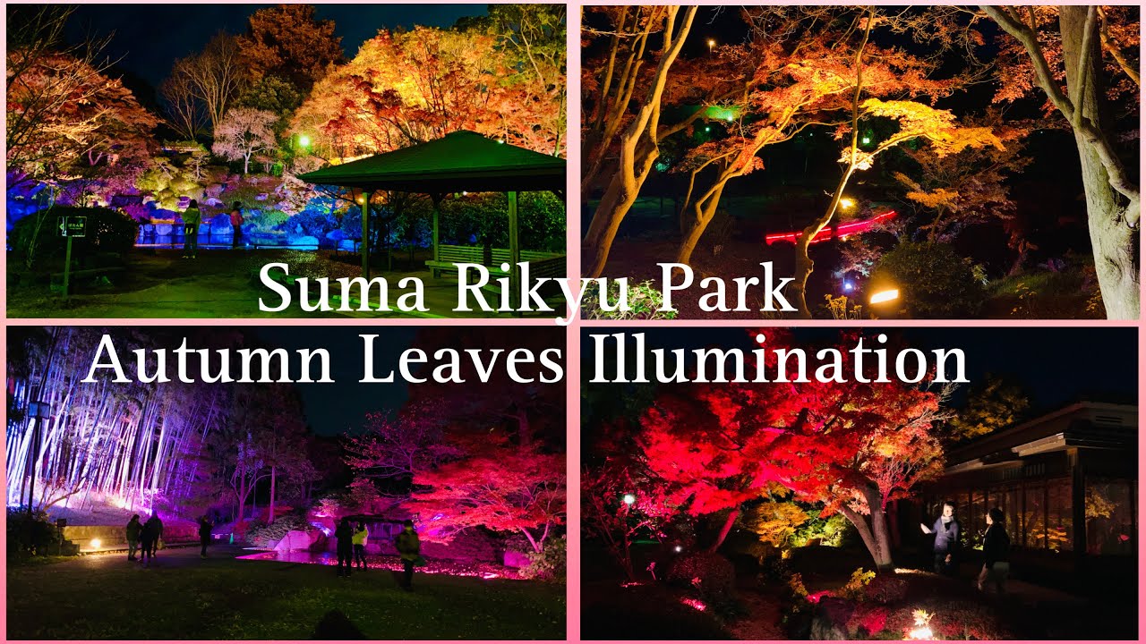 須磨離宮公園 もみじ観賞会 Autumn Leaves Night Illumination at Suma Rikyu Park ...