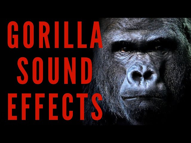 Gorilla Roar