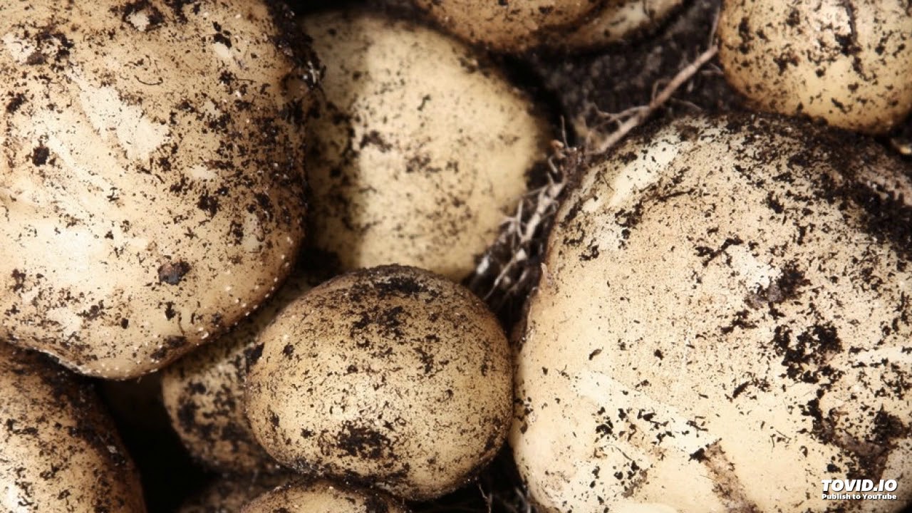 Talking spud (Willy Bun). - YouTube