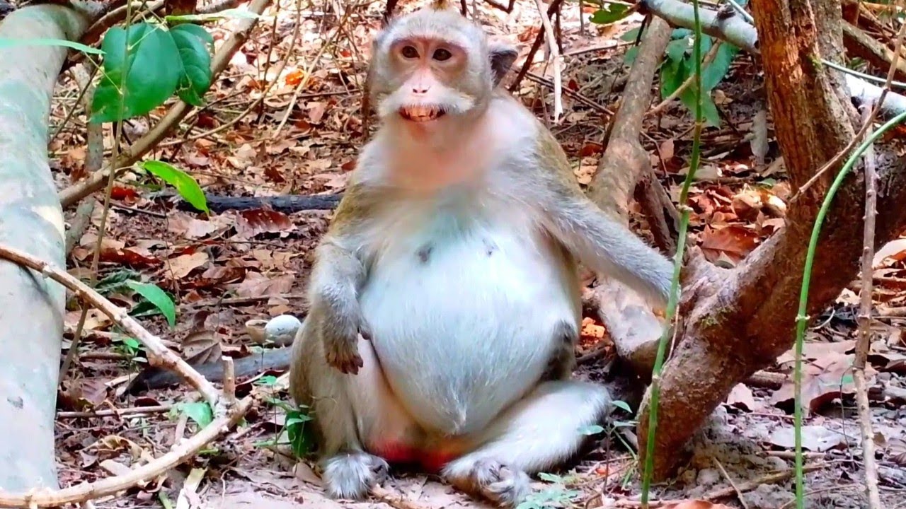 Cute mother Monkey. Fan Monkey - YouTube