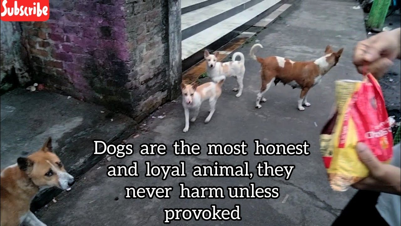 Dogs are the most honest and loyal animal,they never harm unless ...