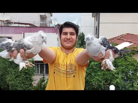 Siz Çekilişlere KATILMAYIM. Ufuk Erkete de. İçmeler Taklacı Güvercin Kümesleri. İçmeler Oyun Kuşu.