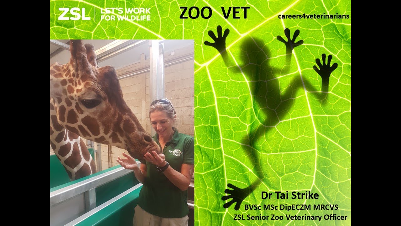 Interview of Dr. Strike, a zoological medicine vet specialist at ZSL ...