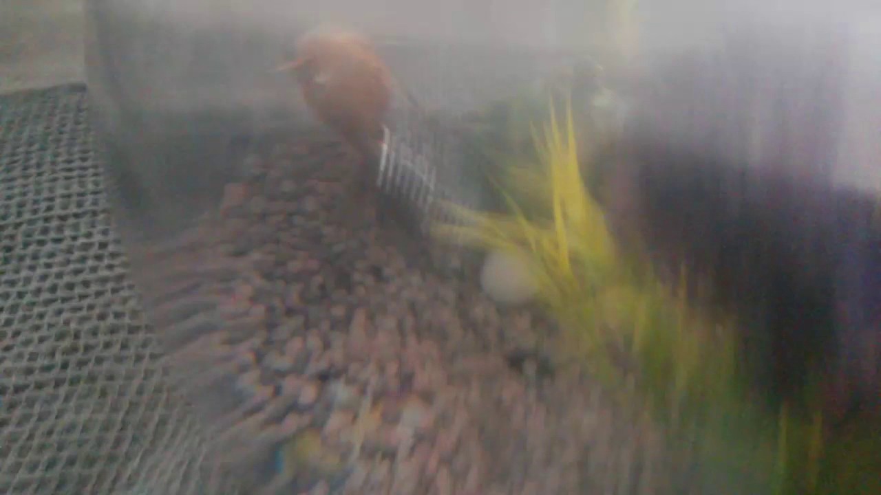 Comment soigner son poisson rouge - YouTube