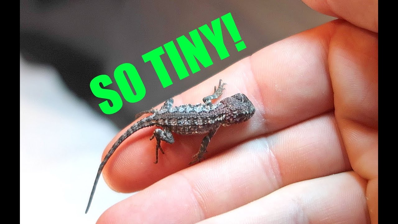 Worlds Smallest Lizard