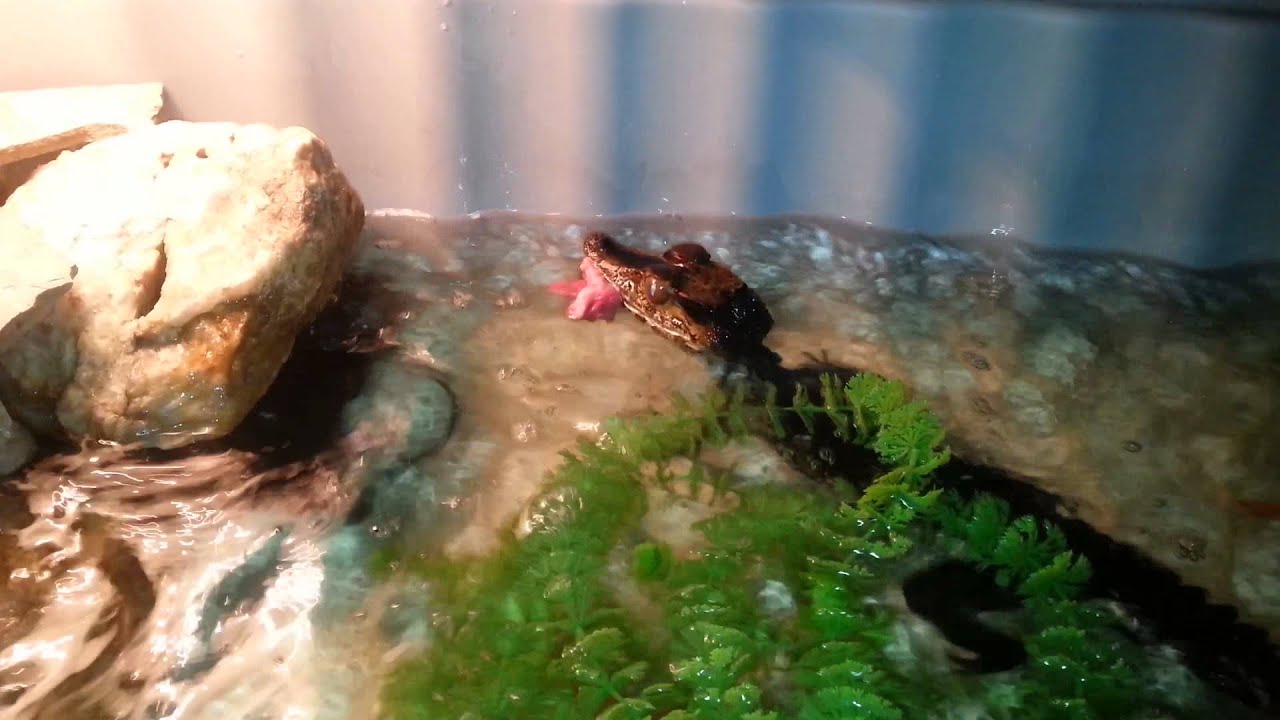 Dwarf caiman. Feeding time! - YouTube