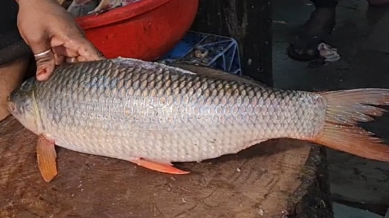 Live Rohu Fish Cutting (The Amazing Fisher) - YouTube
