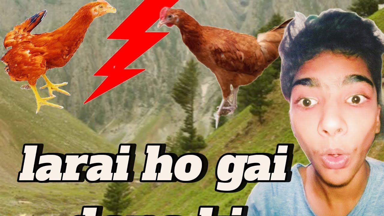 dono murgion ki fight ho gai || Sara cage Ganda kr dia 😡😡 - YouTube