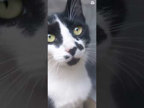 Proqramın Adı: 500 likede deyəcəym